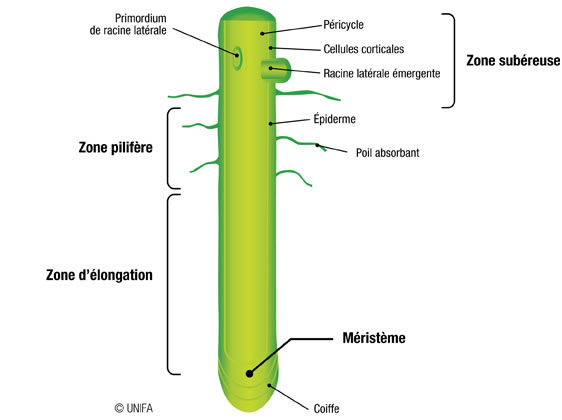 Le système racinaire